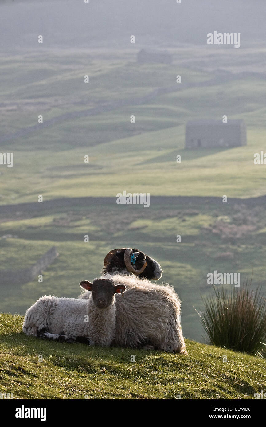 Resting Sheep, Swaledale Stock Photo - Alamy
