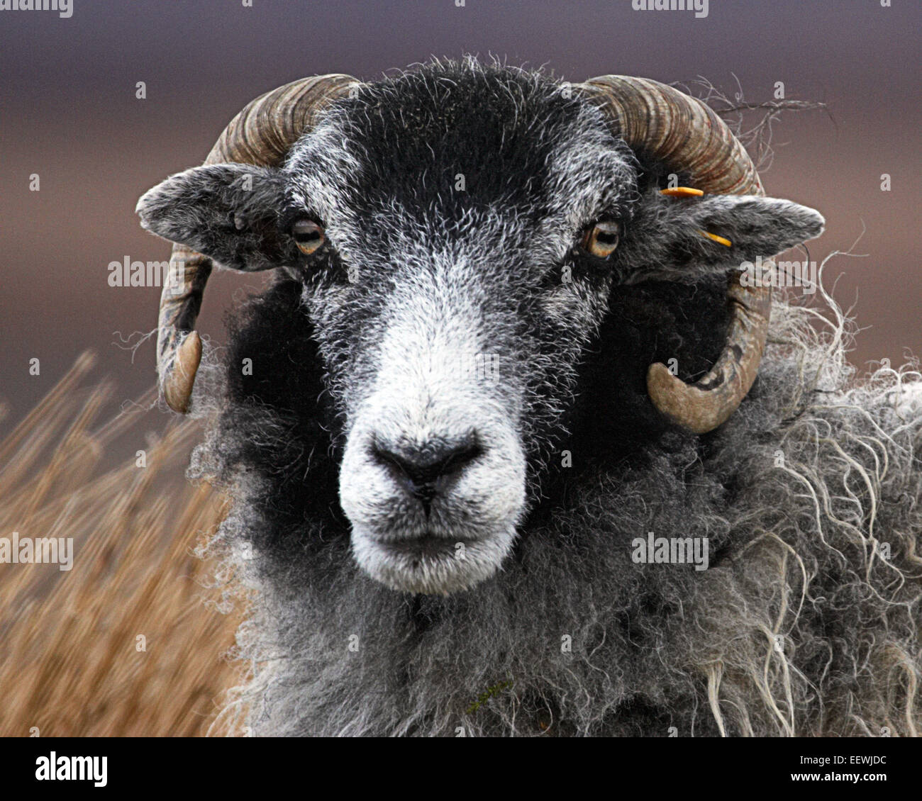Swaledale sheep hi-res stock photography and images - Alamy