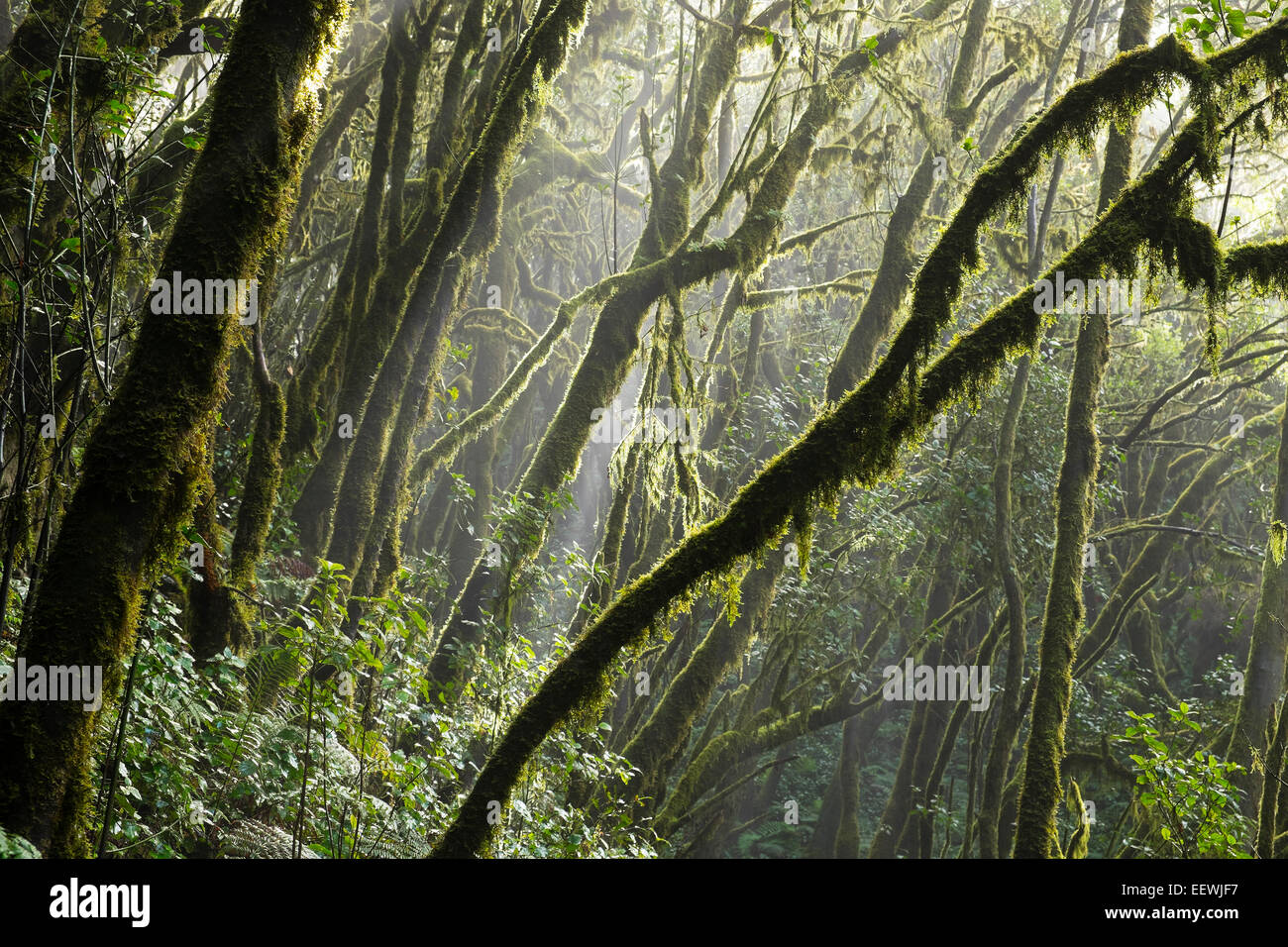 Moss Overgrown Tree High Resolution Stock Photography and Images - Alamy