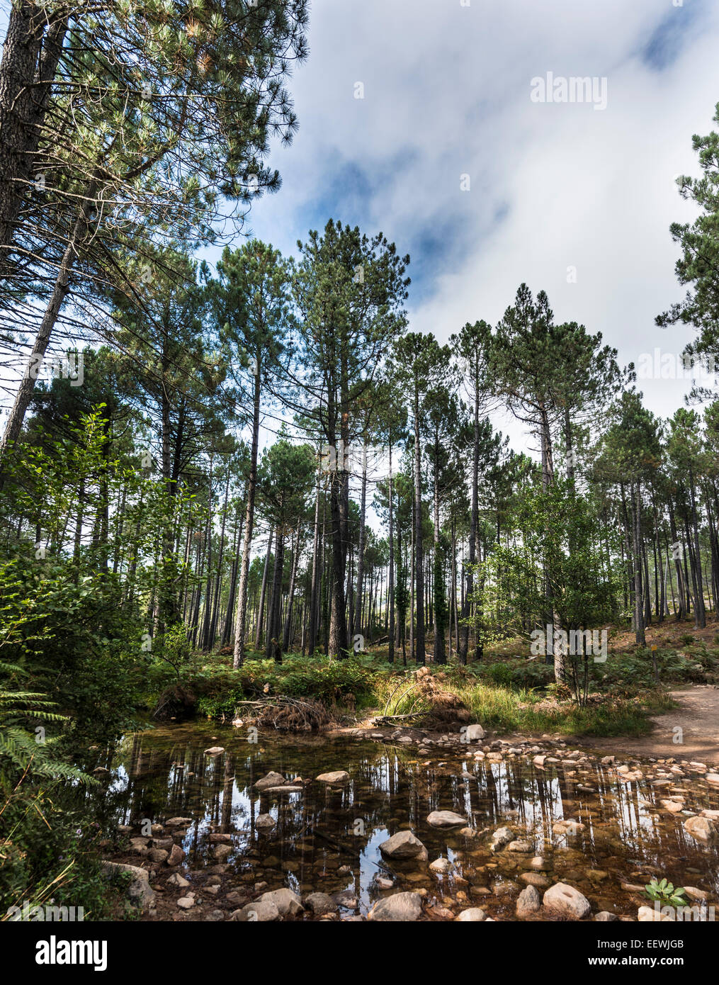 Landscape pine tree forest small river hi-res stock photography and ...