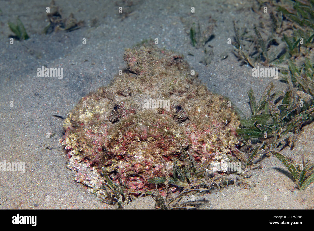 Reef stonefish hi-res stock photography and images - Alamy