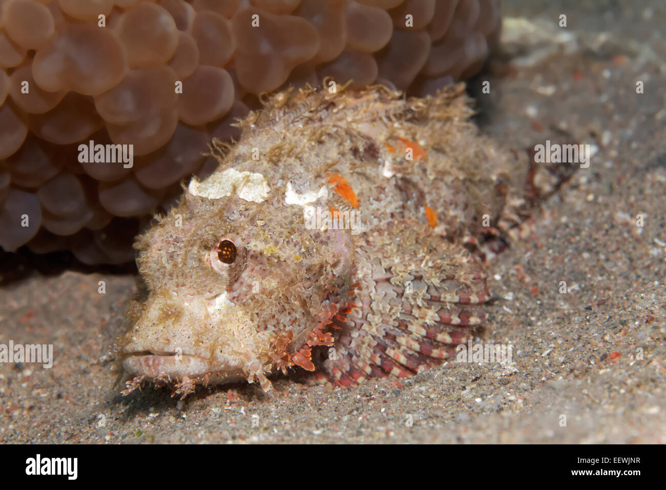 Humpbacked hi-res stock photography and images - Alamy