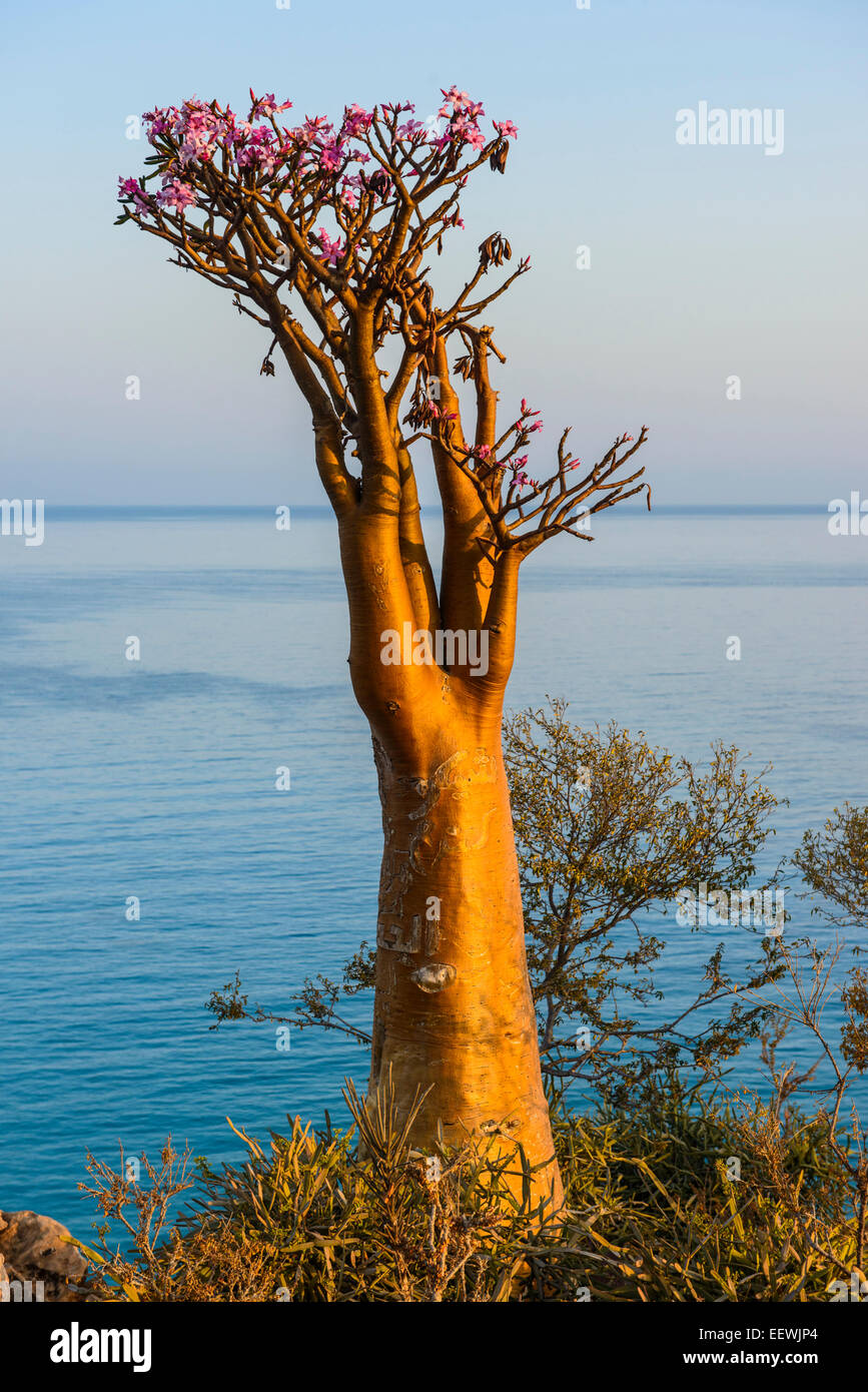 Bottle Tree (Adenium obesum) in bloom, endemic species, Socotra, Yemen ...