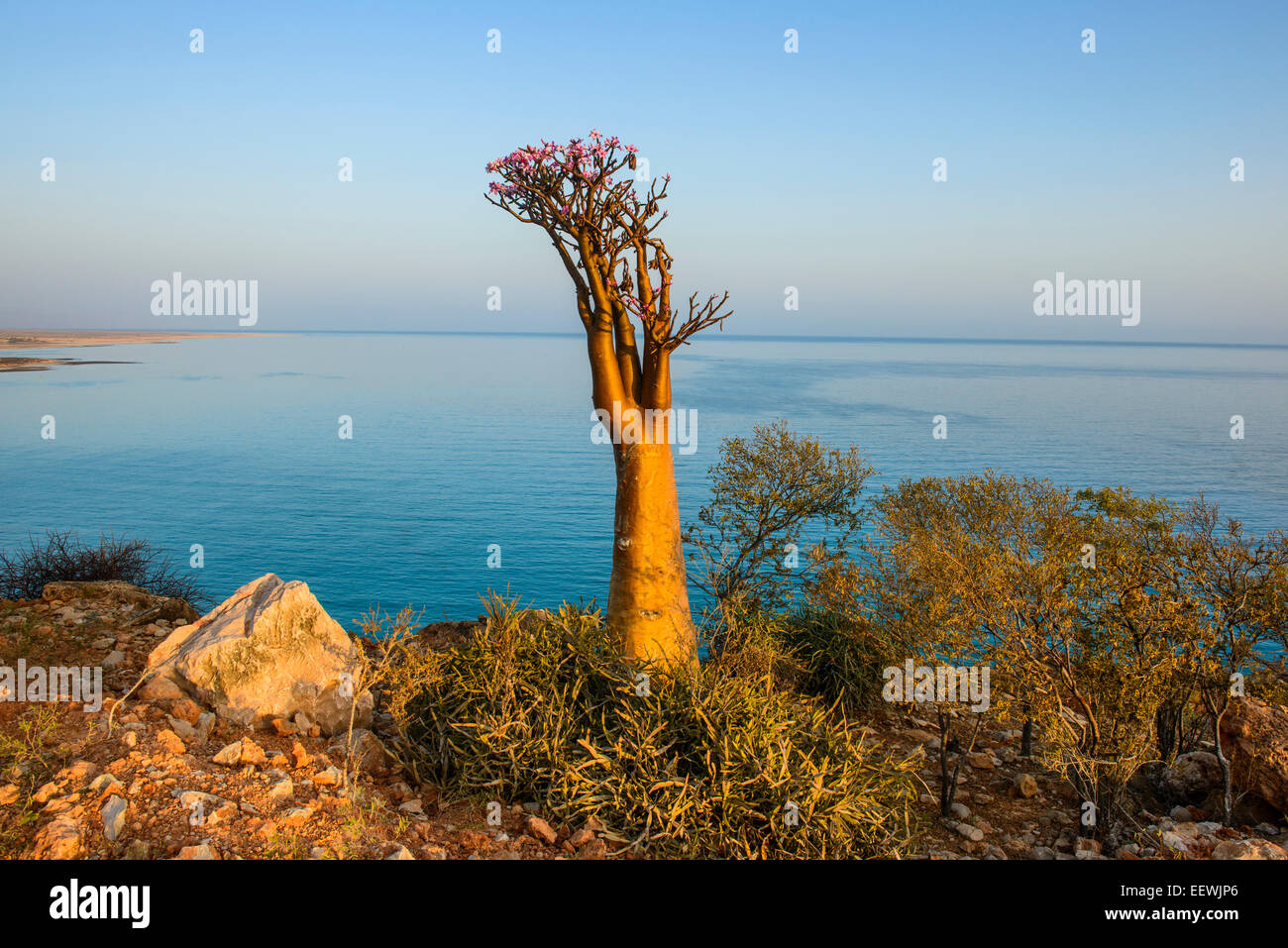 Bottle Tree (Adenium obesum) in bloom, endemic species, Socotra, Yemen ...