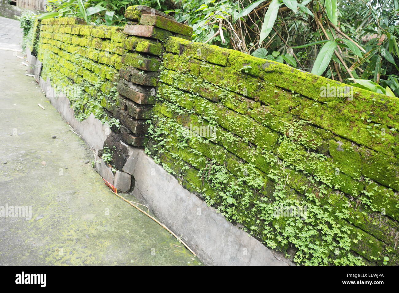 Brick covered in moss hi-res stock photography and images - Alamy