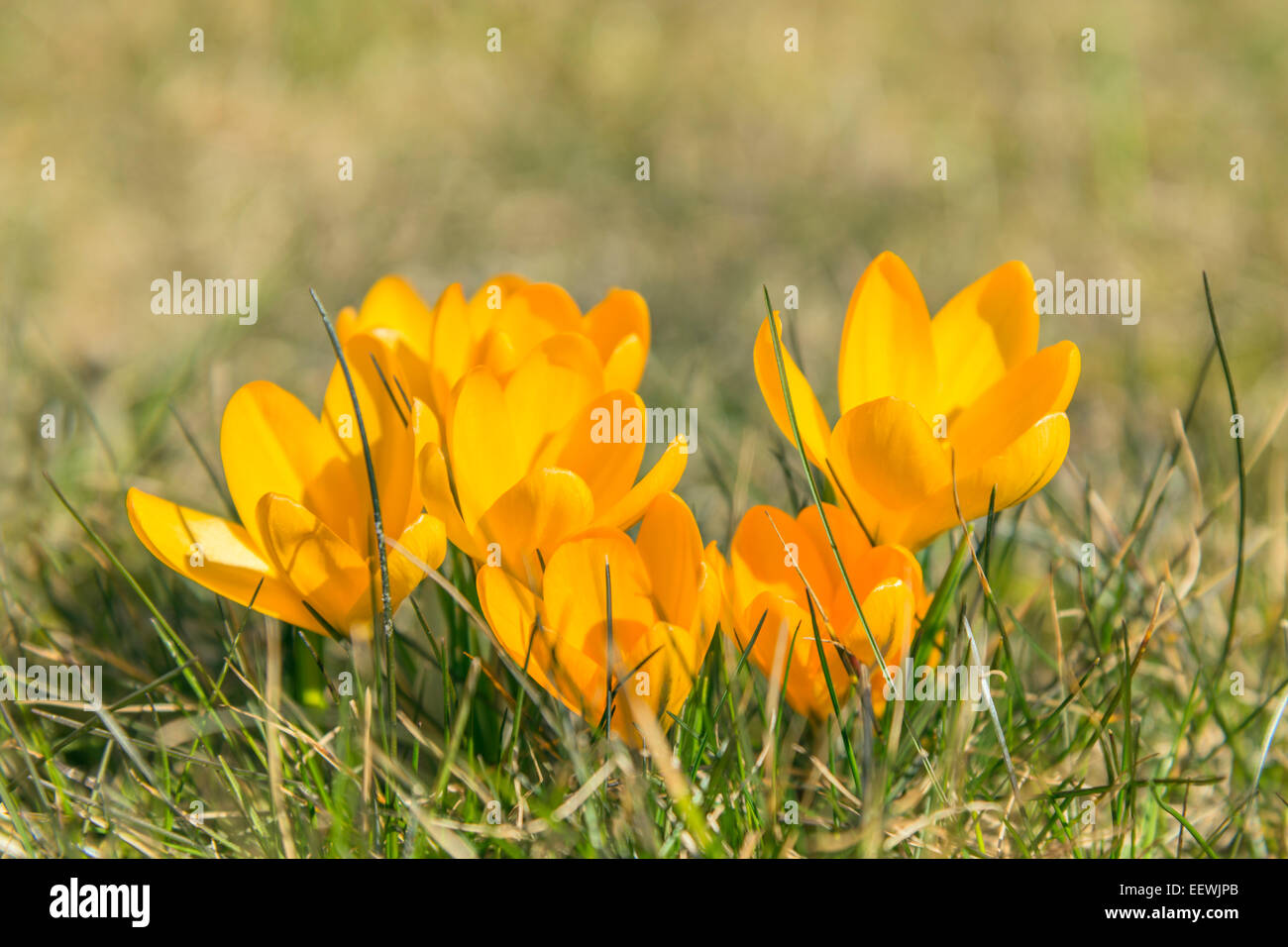 Image of Crocus flowers in Northern Germany Stock Photo - Alamy