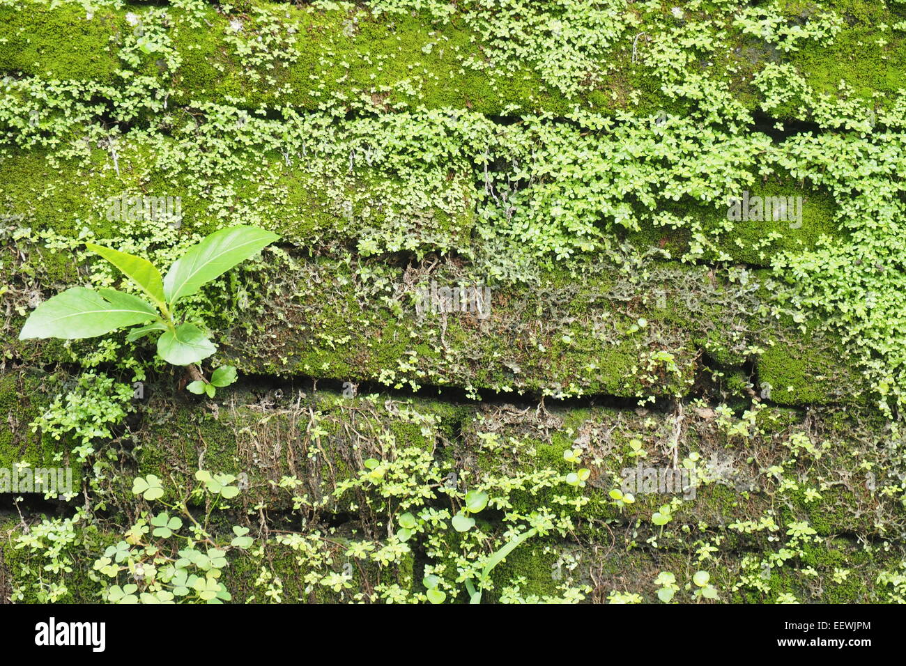 Brick covered in moss hi-res stock photography and images - Alamy