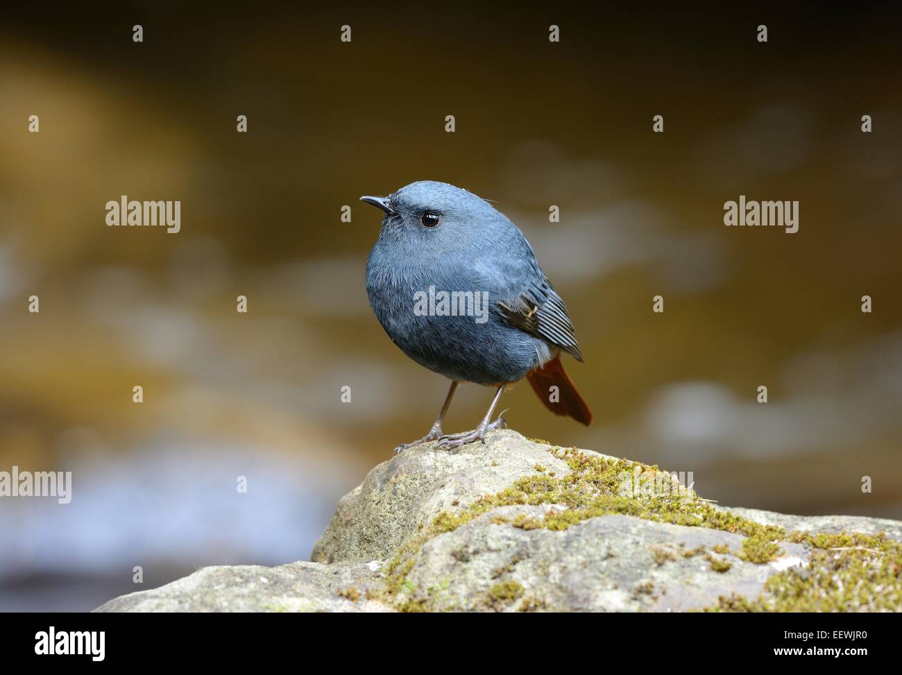 beautiful male Plumbeous Redstart (Rhyacornis fuliginosa) in Thai ...