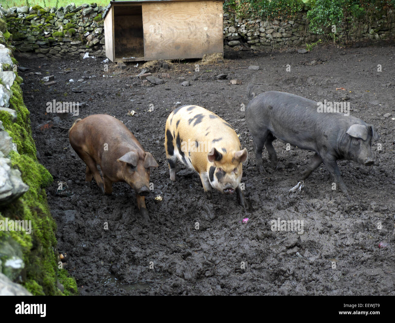 Three pigs, Yorkshire, England, UK Stock Photo - Alamy