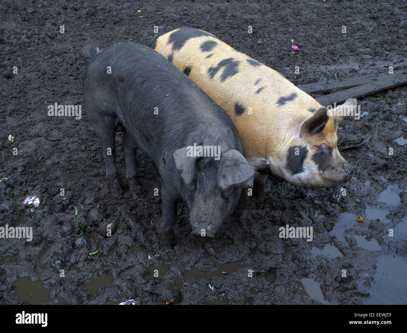 Pigs, Yorkshire, England, UK Stock Photo - Alamy