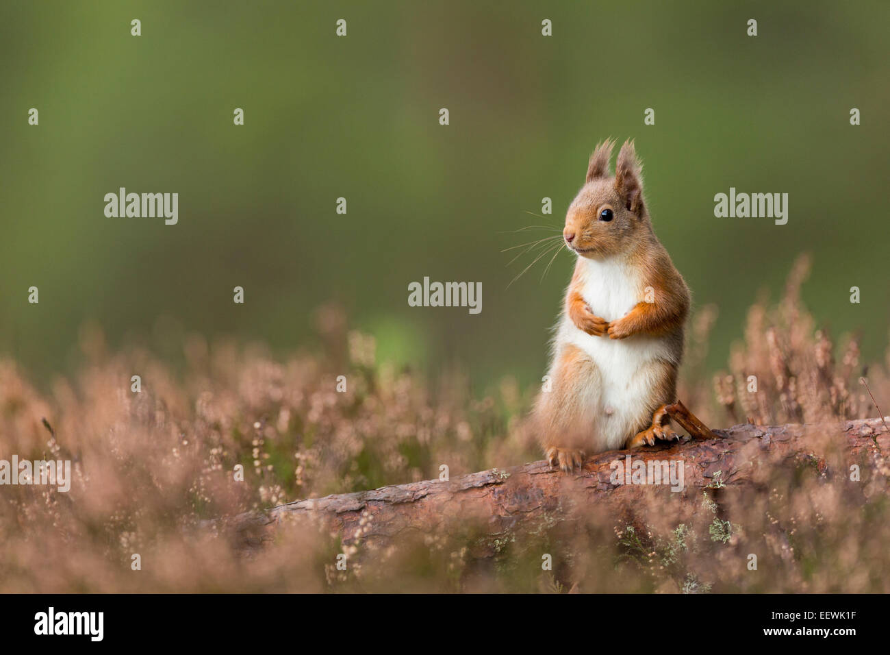 Red Squirrel Sciurus vulgaris sitting upright on fallen pine trunk ...