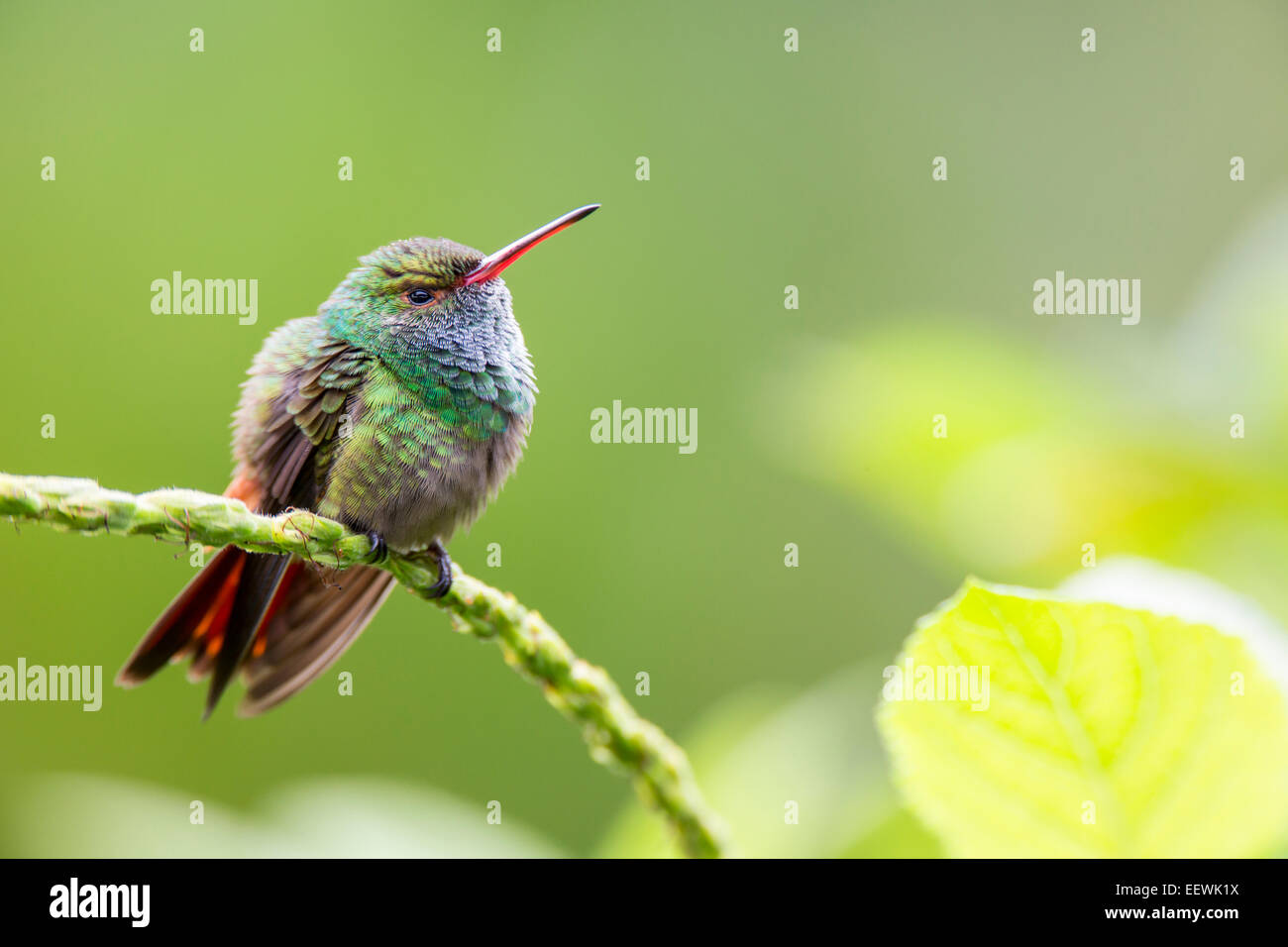 Rufous tailed hummingbird hi-res stock photography and images - Alamy