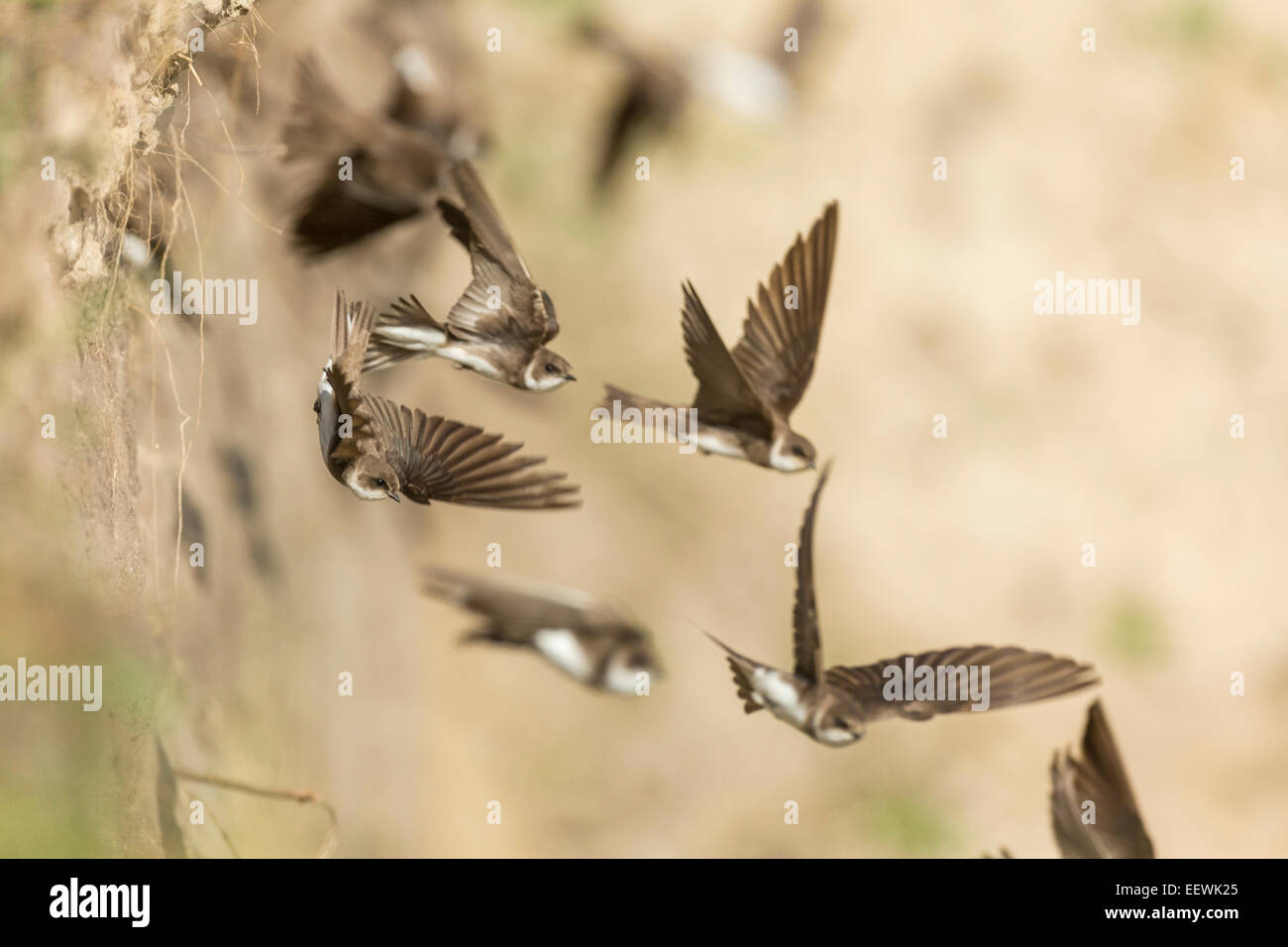 Sand martin bird hi-res stock photography and images - Alamy