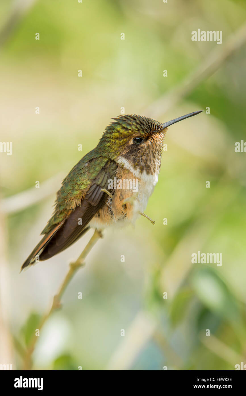 Female Scintillant Hummingbird Selasphorus scintilla perched on branch ...