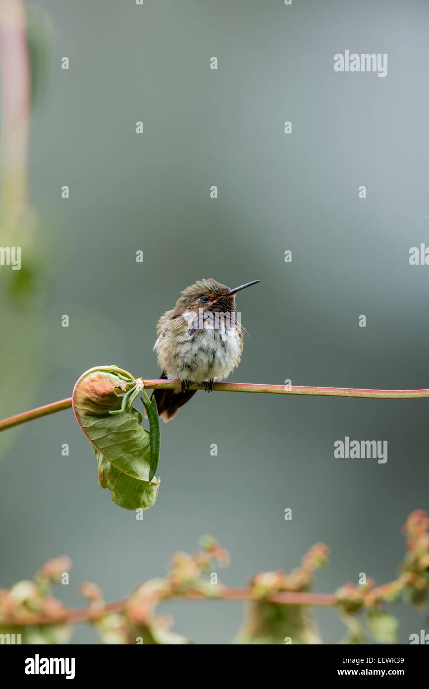 Volcano hummingbird hi-res stock photography and images - Alamy