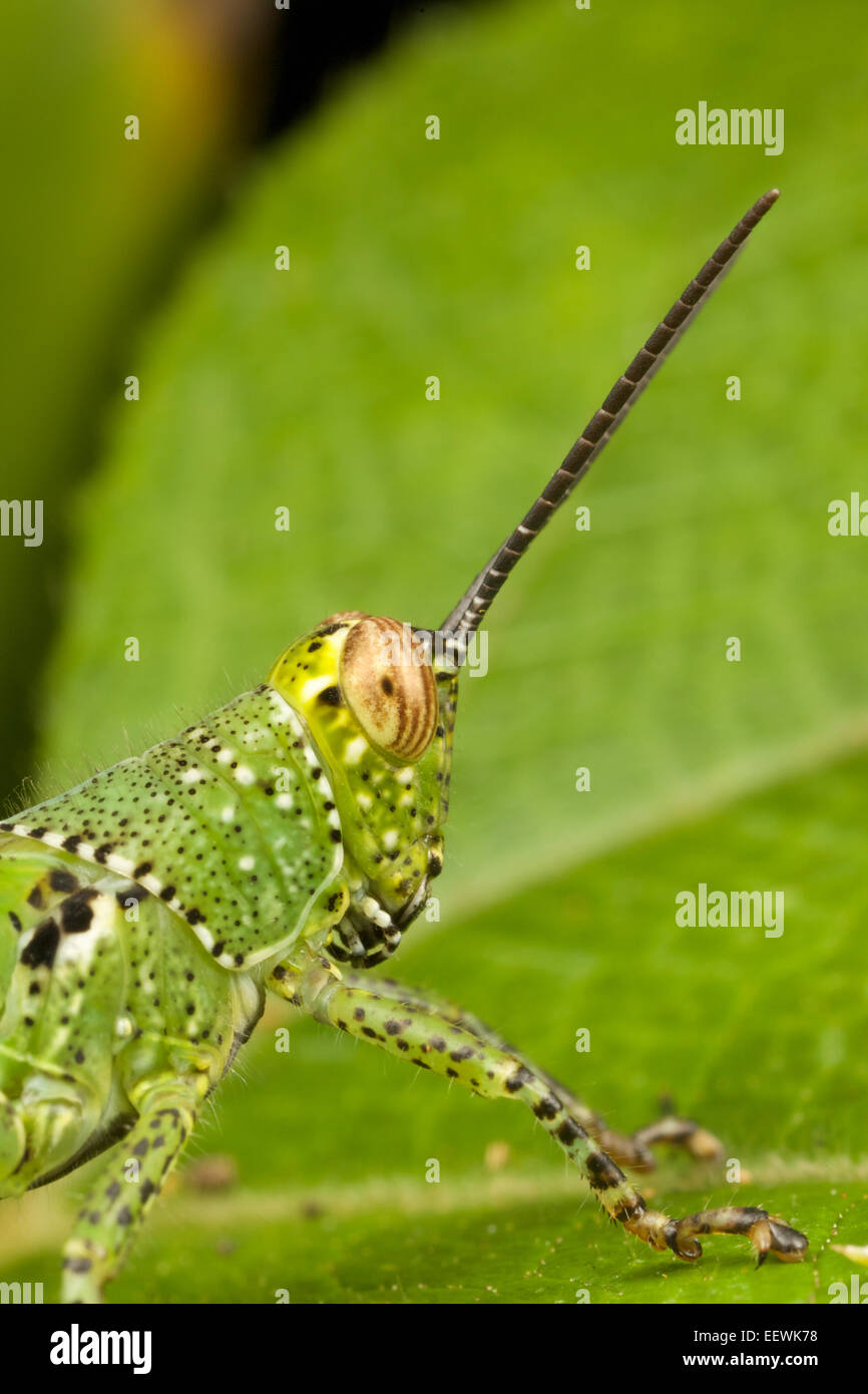 Face of a brightly marked Acrididae grasshopper Stock Photo - Alamy