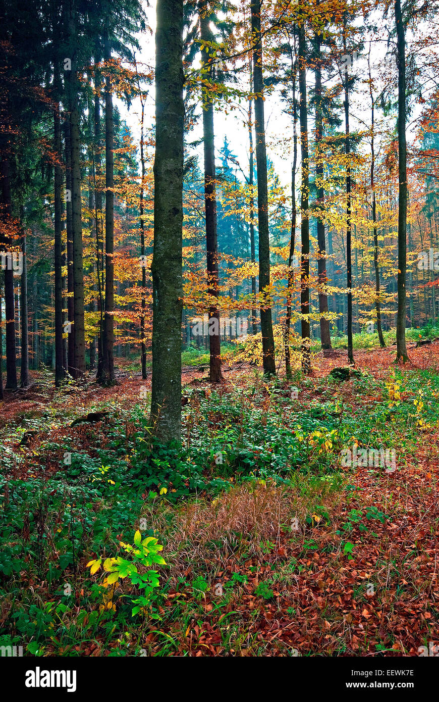 Bayerischer wald germany hi-res stock photography and images - Alamy