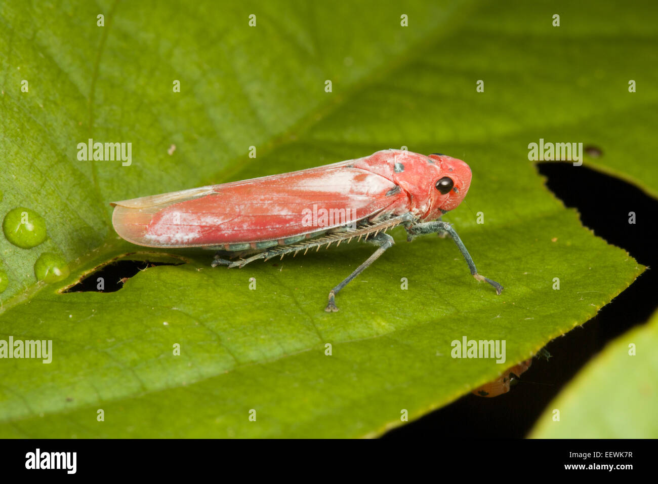 Leaf hopper cicadellidae hi-res stock photography and images - Alamy