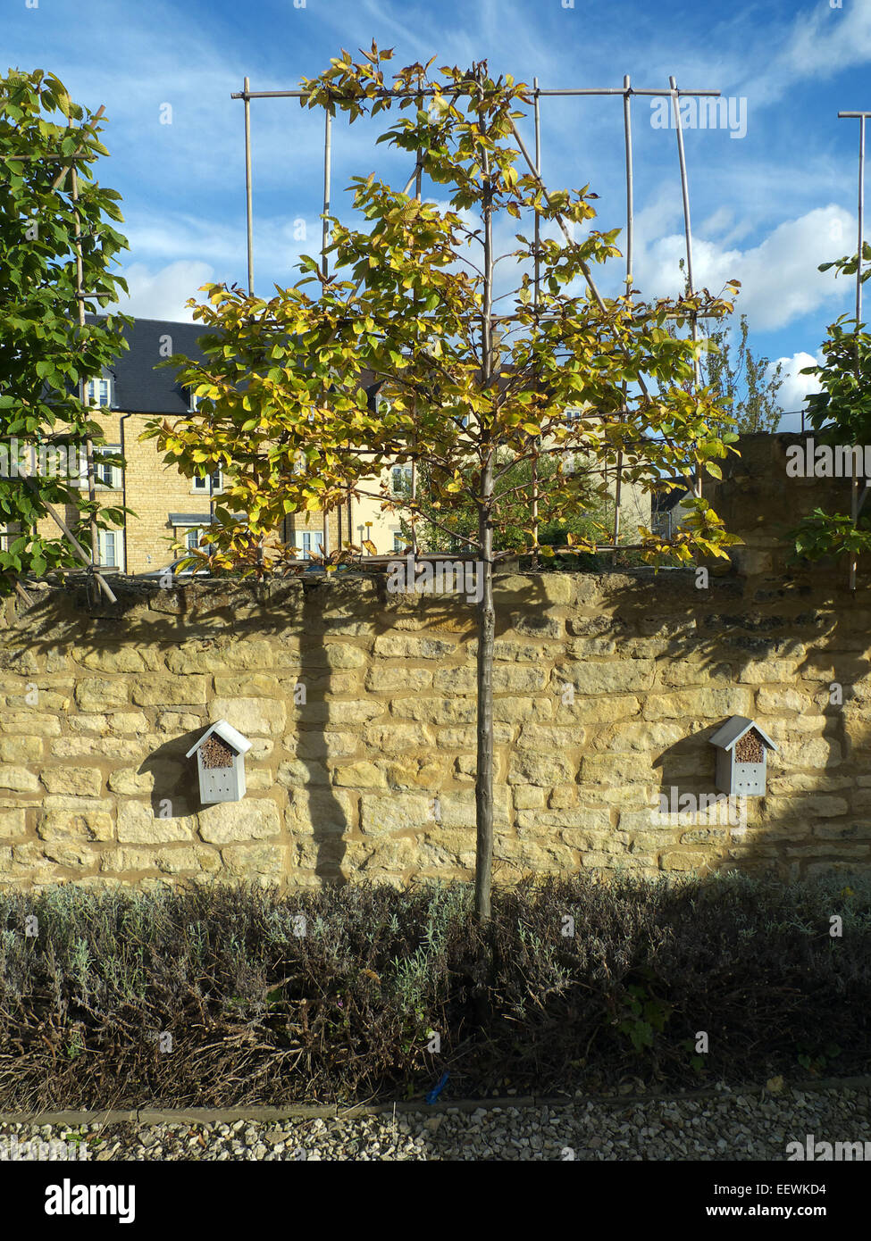 Pleached hi-res stock photography and images - Alamy