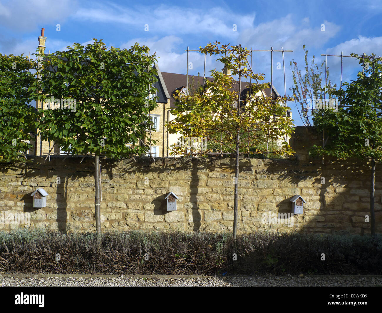 Pleached hi-res stock photography and images - Alamy