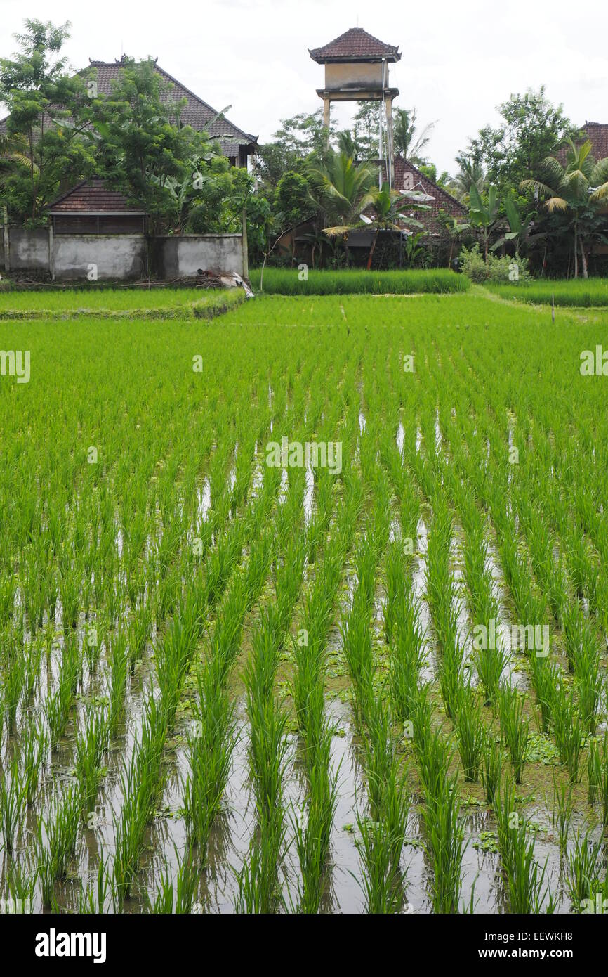 Agriculture rice paddy irrigation water hi-res stock photography and ...