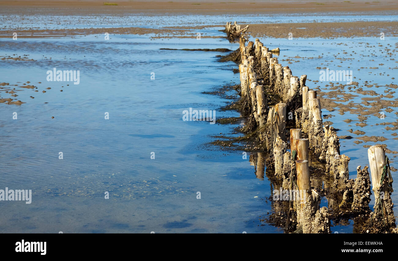 old wooden breakwater at the wadden sea Stock Photo - Alamy