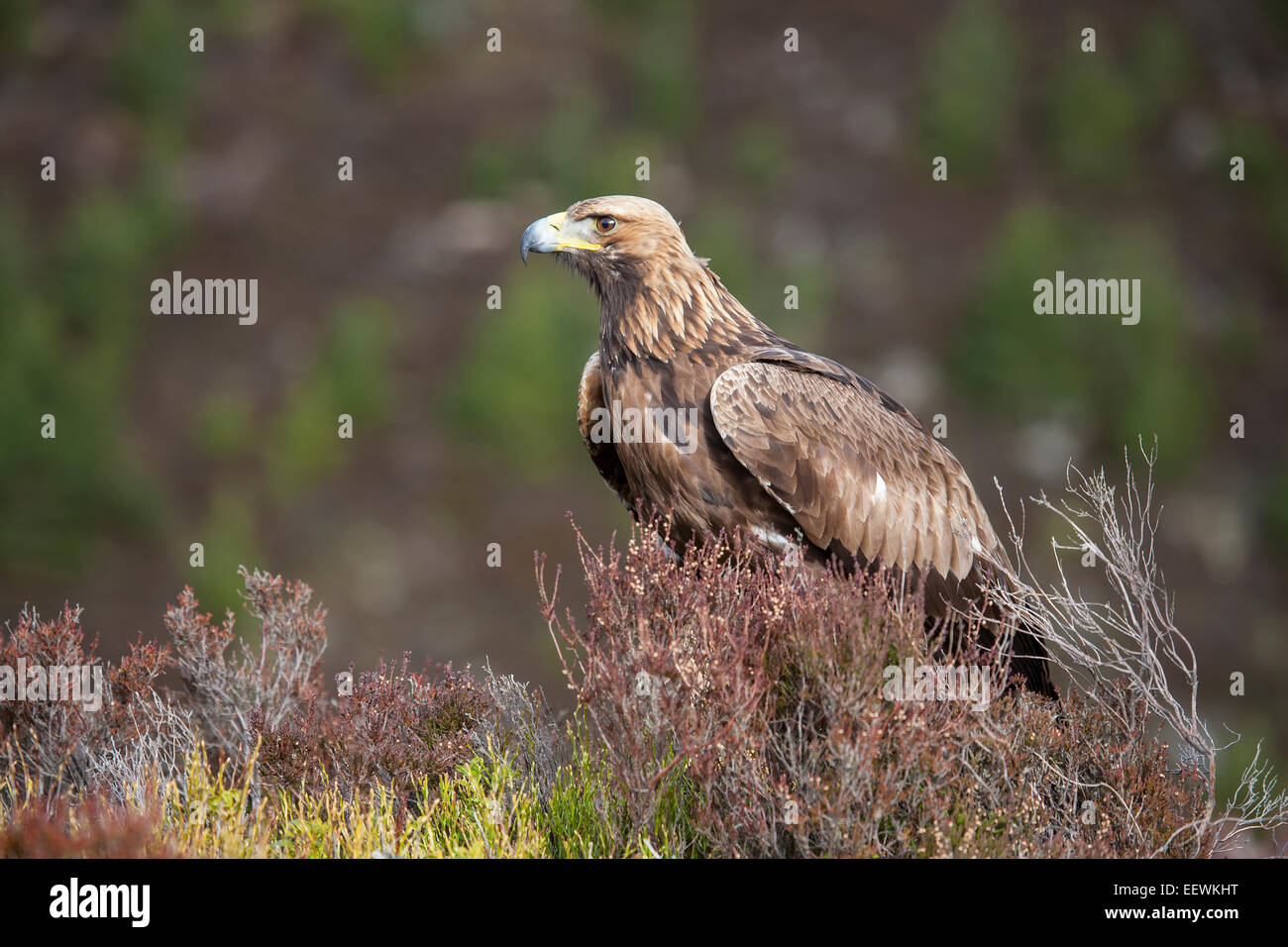 Golden eagle profile hi-res stock photography and images - Alamy