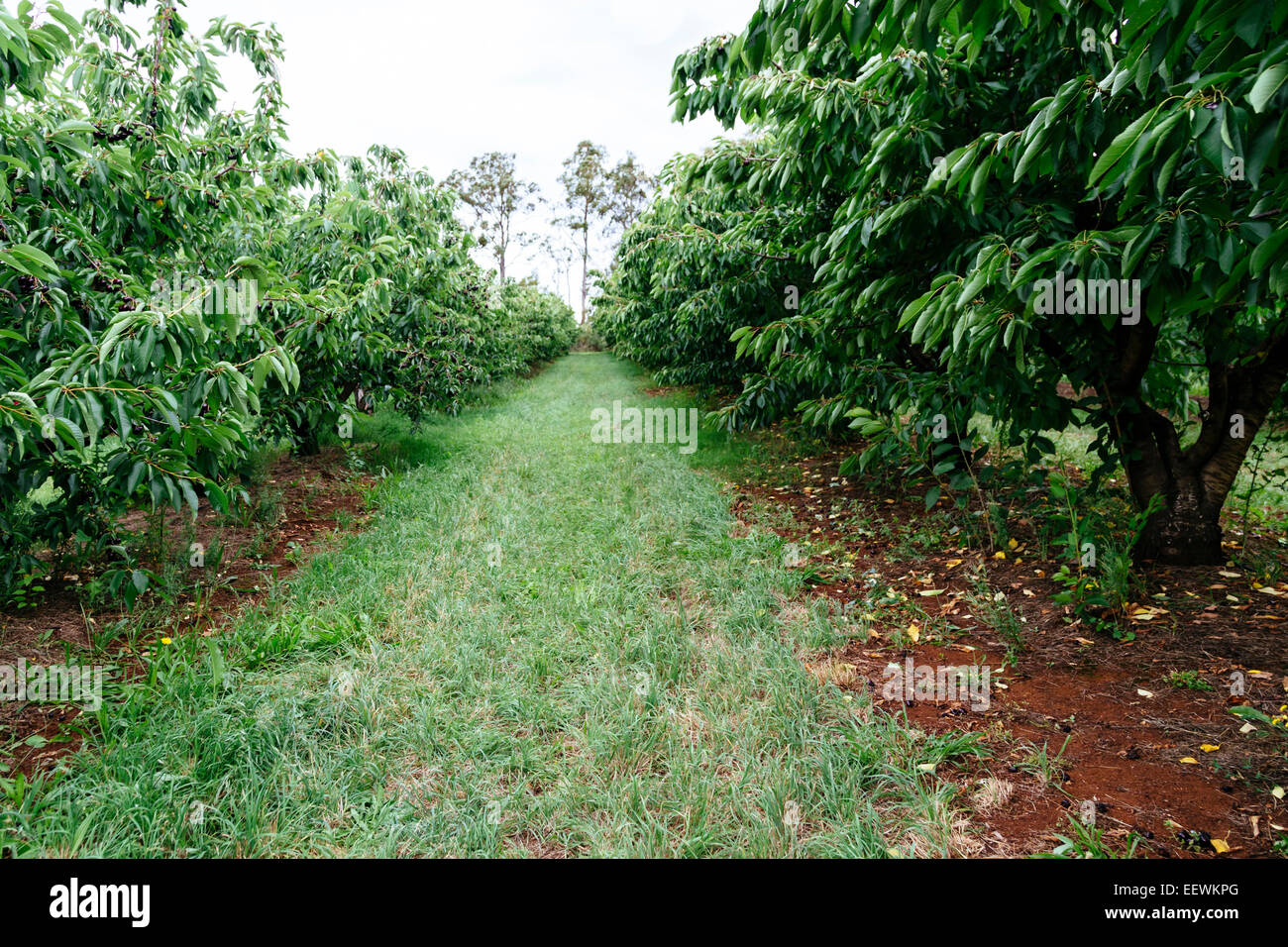 Cherry orchard in Silvan, Victoria, Australia Stock Photo - Alamy
