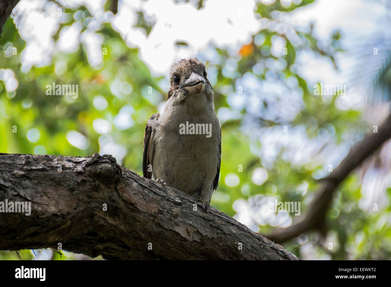 Kookaburra in a tree Stock Photo - Alamy