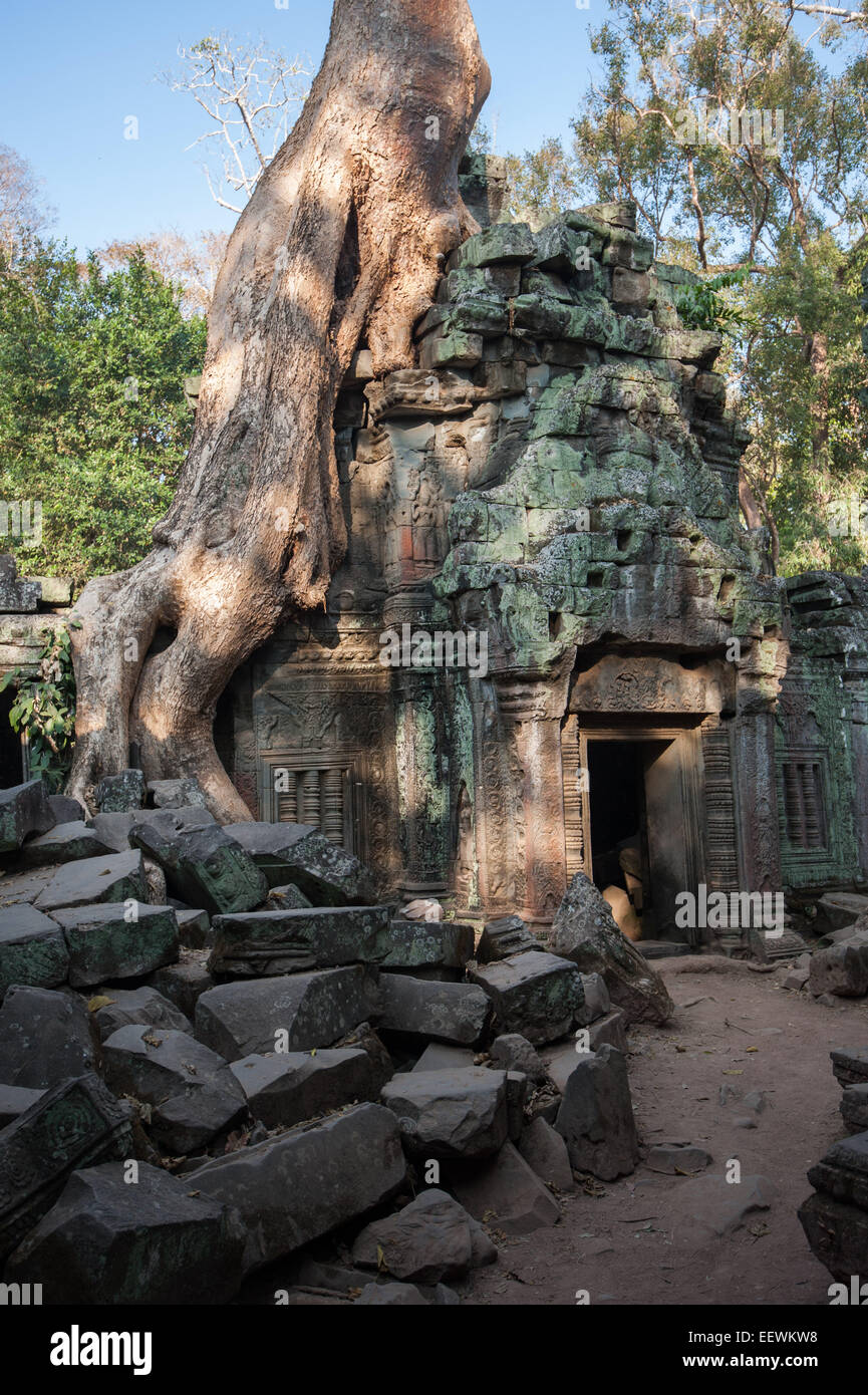 Tree growing on temple hi-res stock photography and images - Alamy