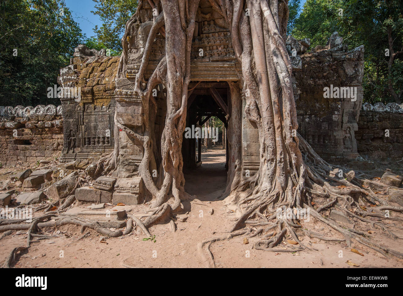 Impressive tree roots at Ta Som ruined temple, Angkor wat, Cambodia ...