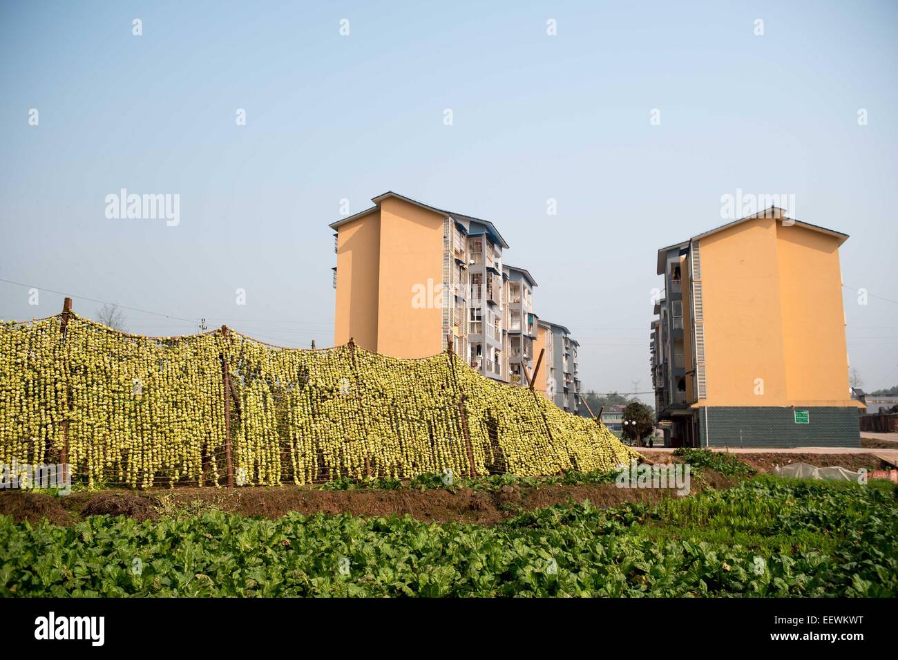 Best mustard hi-res stock photography and images - Alamy