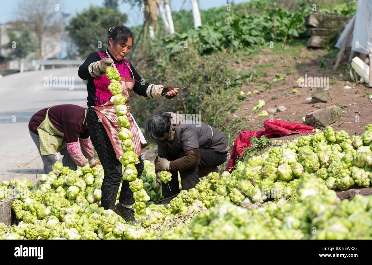 Best mustard hi-res stock photography and images - Alamy