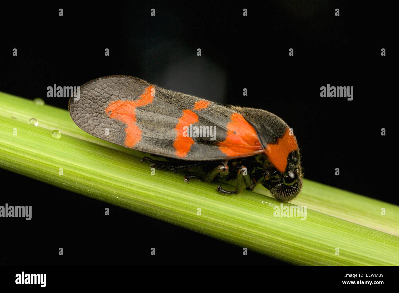 Cercopidae hi-res stock photography and images - Alamy