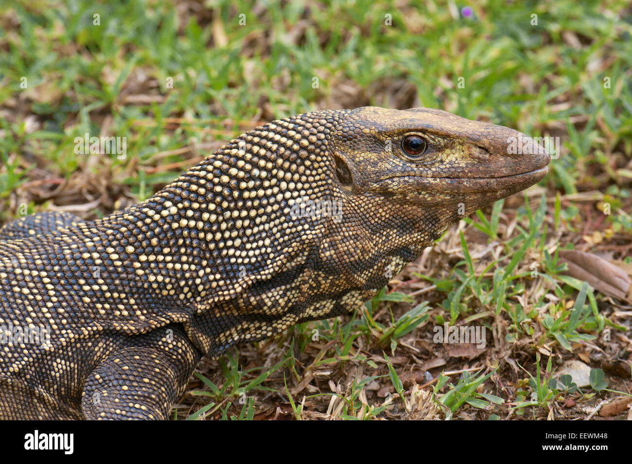 Clouded Monitor - Varanus nebulosus. Its colouration comprises yellow ...
