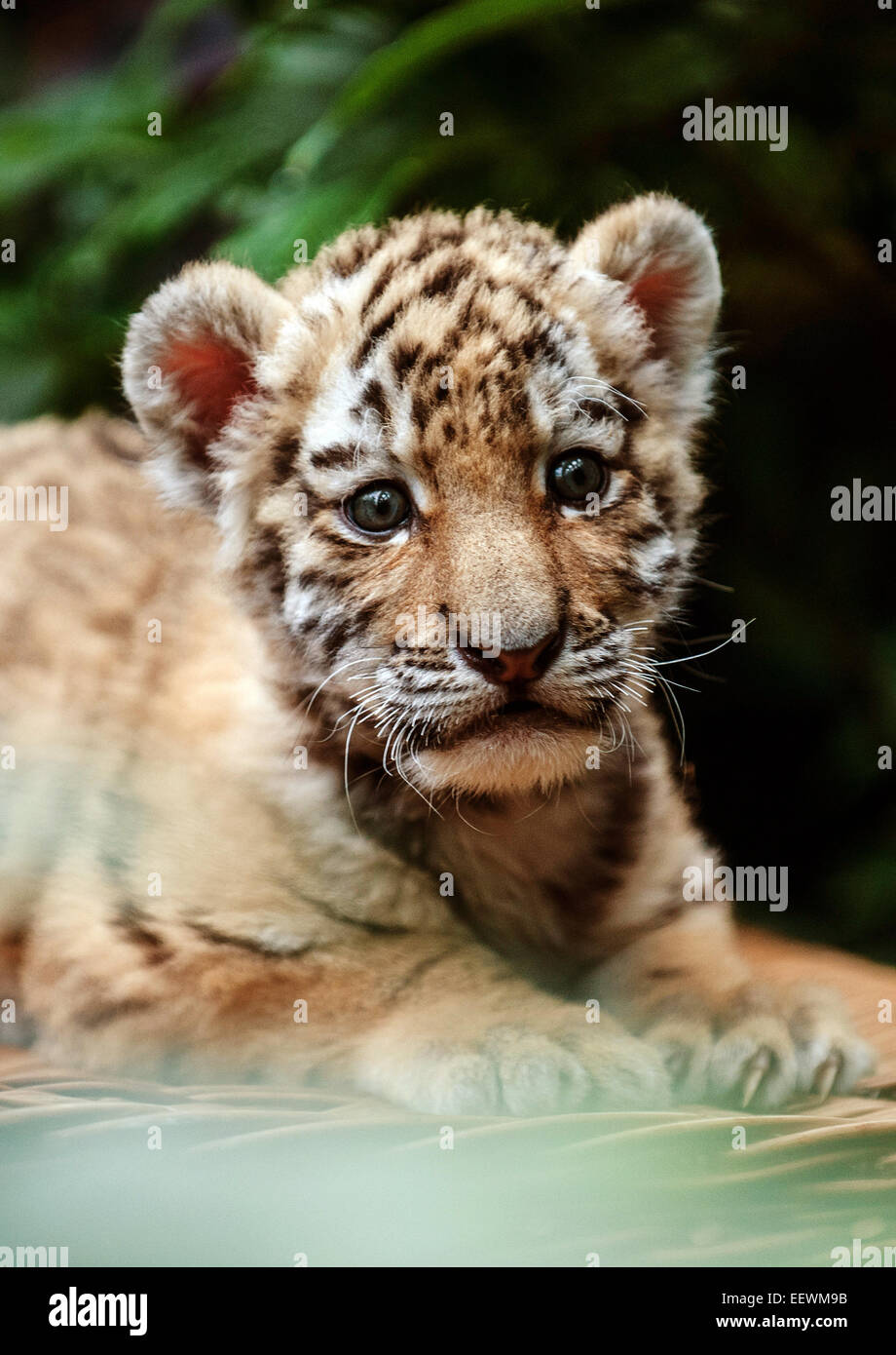 Berlin, Germany. 22nd Jan, 2015. Berlin zoo, Germany. 22nd January ...