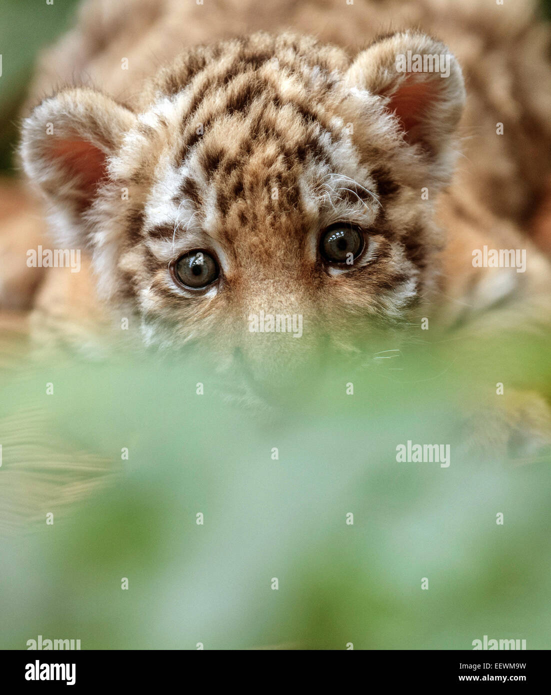 Berlin, Germany. 22nd Jan, 2015. Berlin zoo, Germany. 22nd January ...