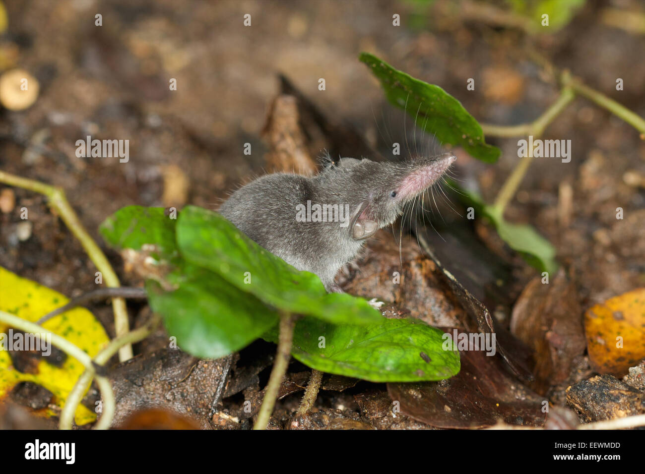Pygmy shrew hi-res stock photography and images - Alamy