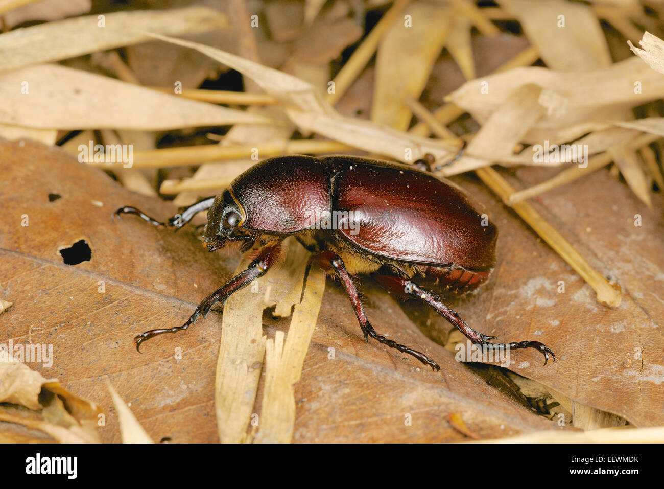Female Hemisodorcus arrowi, is a species of beetle in the family ...