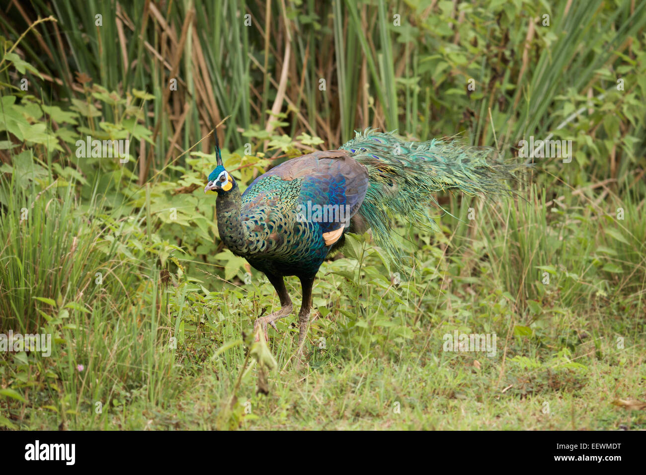 Green peafowl hi-res stock photography and images - Alamy