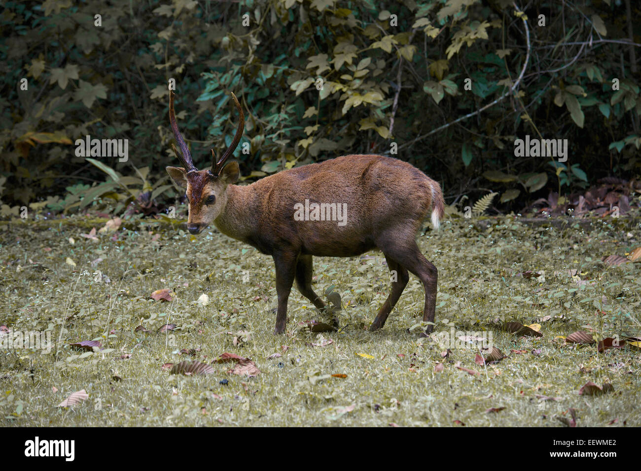 Hog Deer Axis porcinus Stock Photo - Alamy
