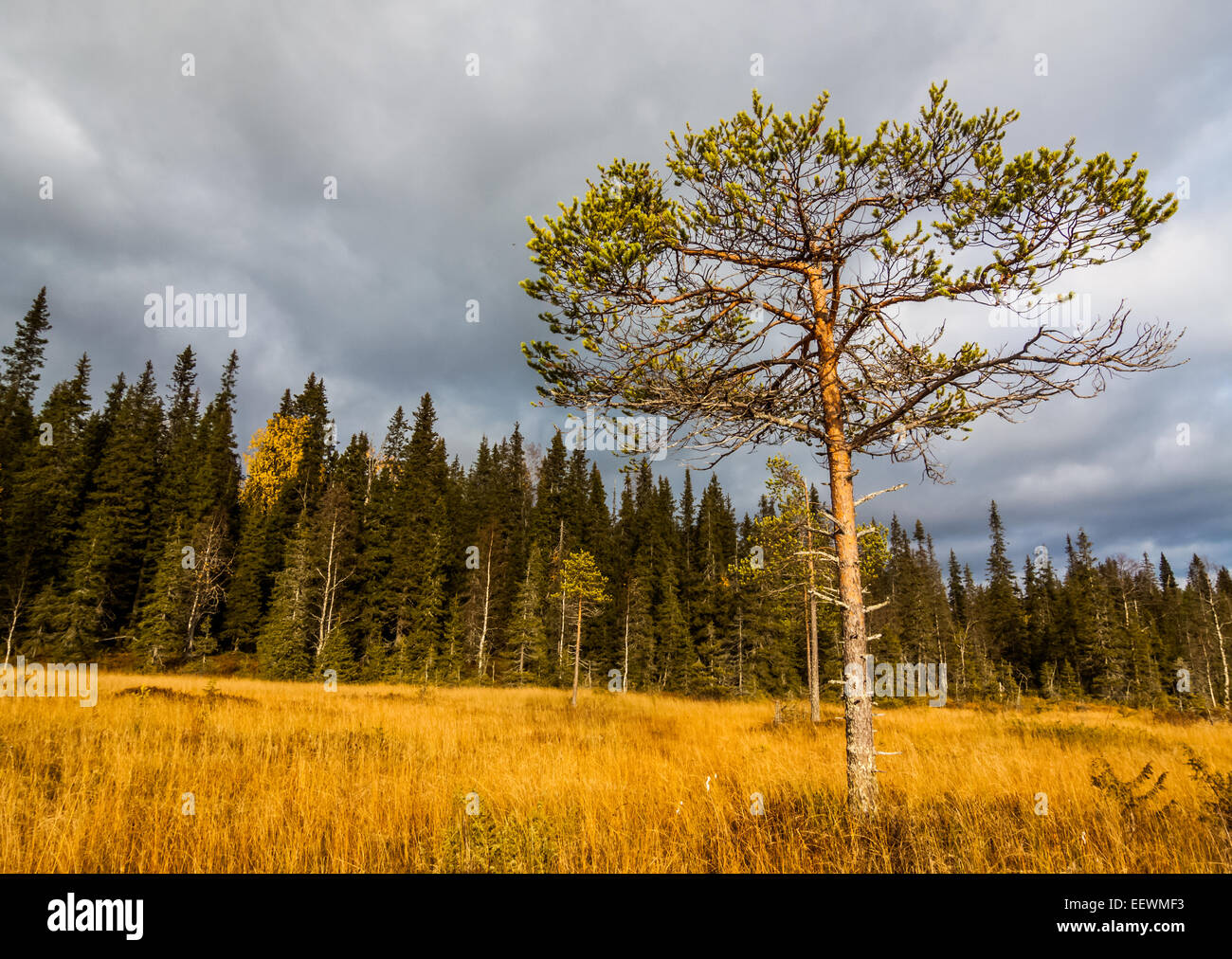 A mire landscape with a scots pine Stock Photo - Alamy