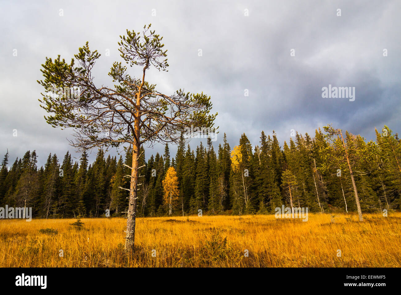 Mire landscape hi-res stock photography and images - Alamy