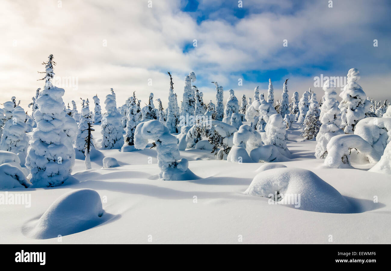 A snow covered forest in Finnish Lapland Stock Photo - Alamy