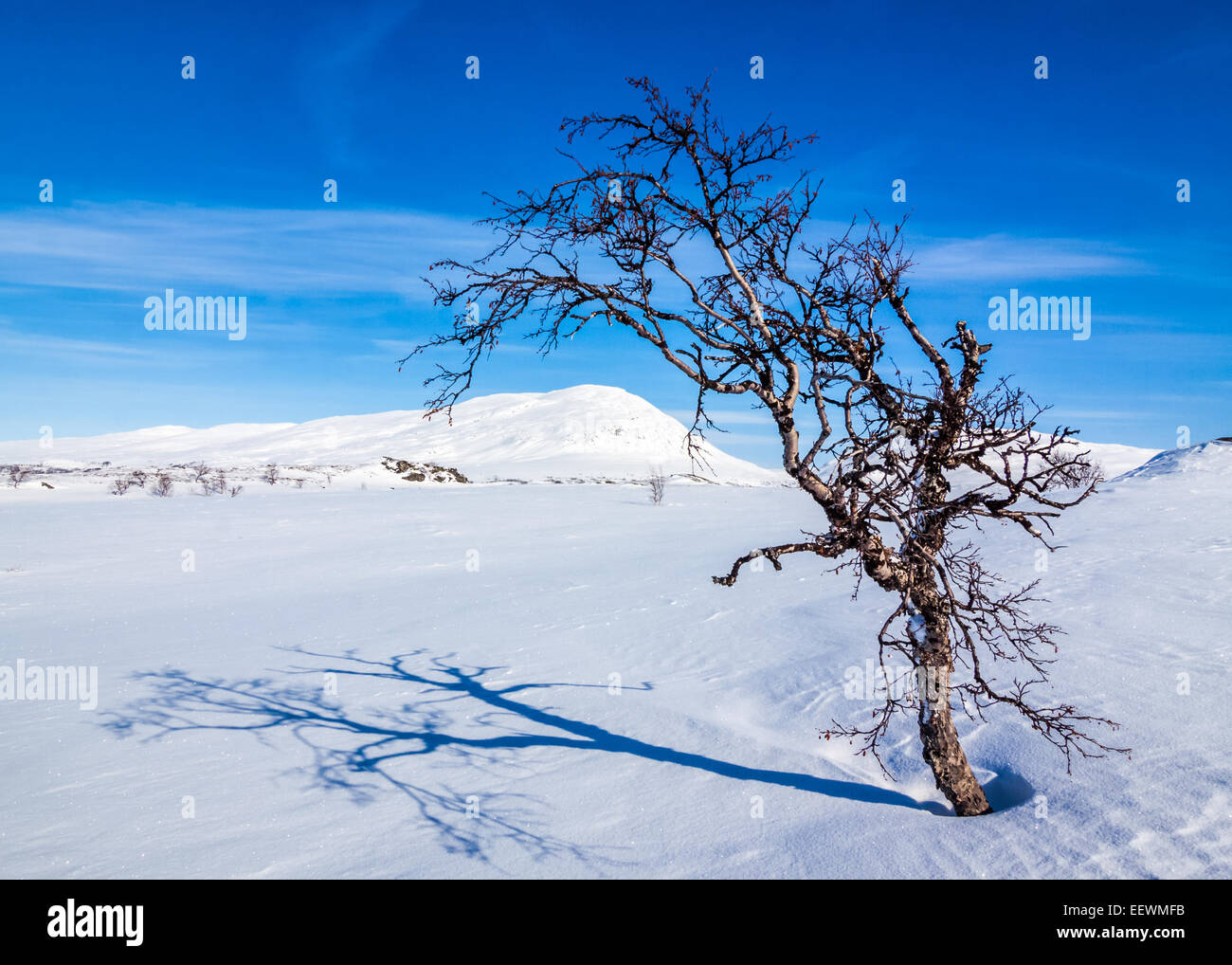 Mountain birch in the wilderness of Vindelfjällen Stock Photo - Alamy