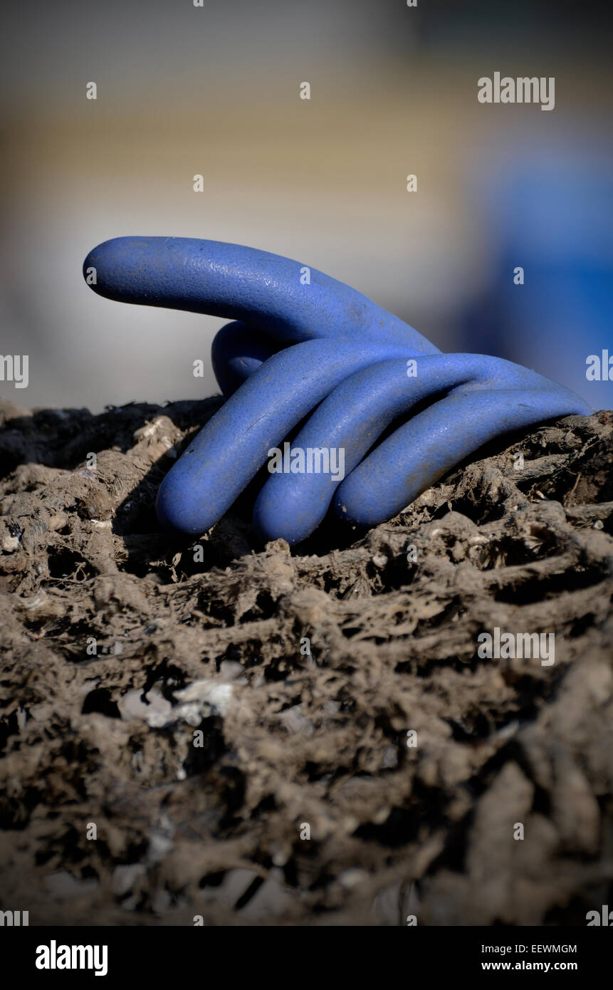 blue rubber glove Stock Photo - Alamy
