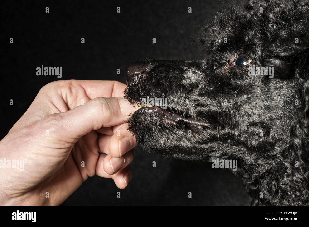 Man with pet poodle hi-res stock photography and images - Alamy