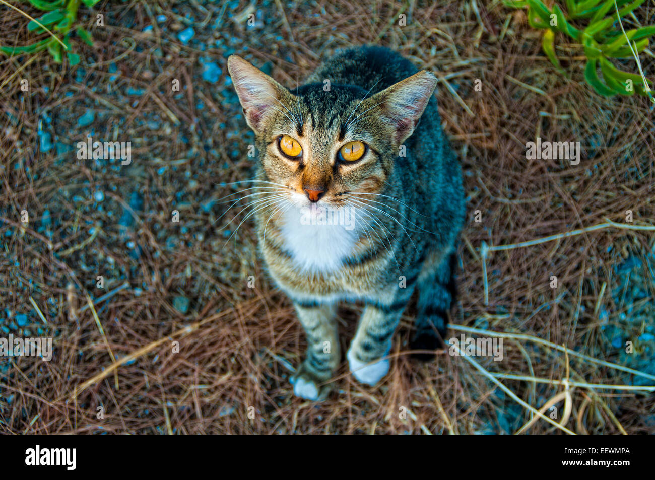 adorable; animal; background; beautiful; camera; cat; close; closeup ...