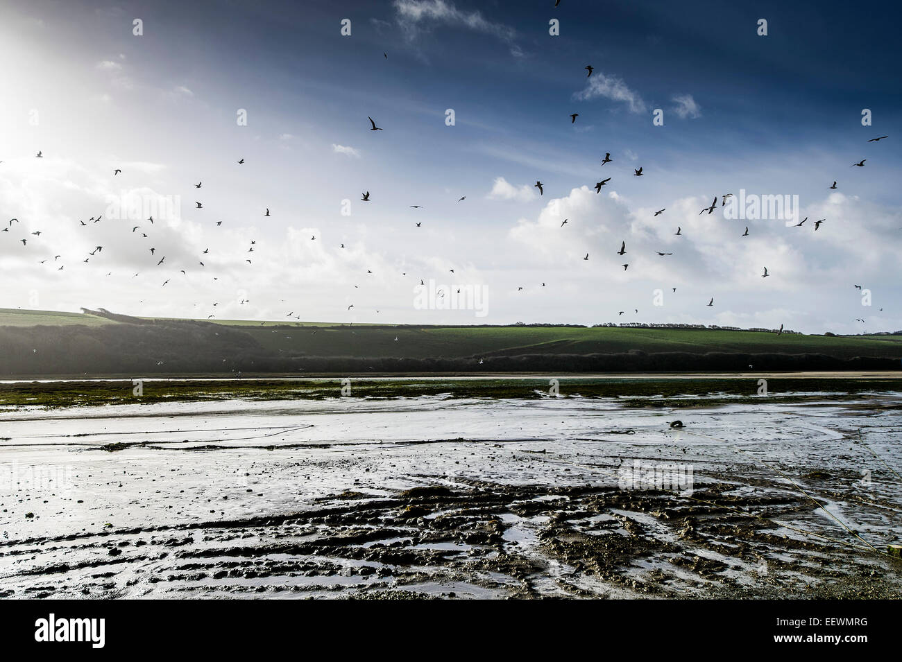 The Gannel Estuary in Newquay, Cornwall Stock Photo - Alamy