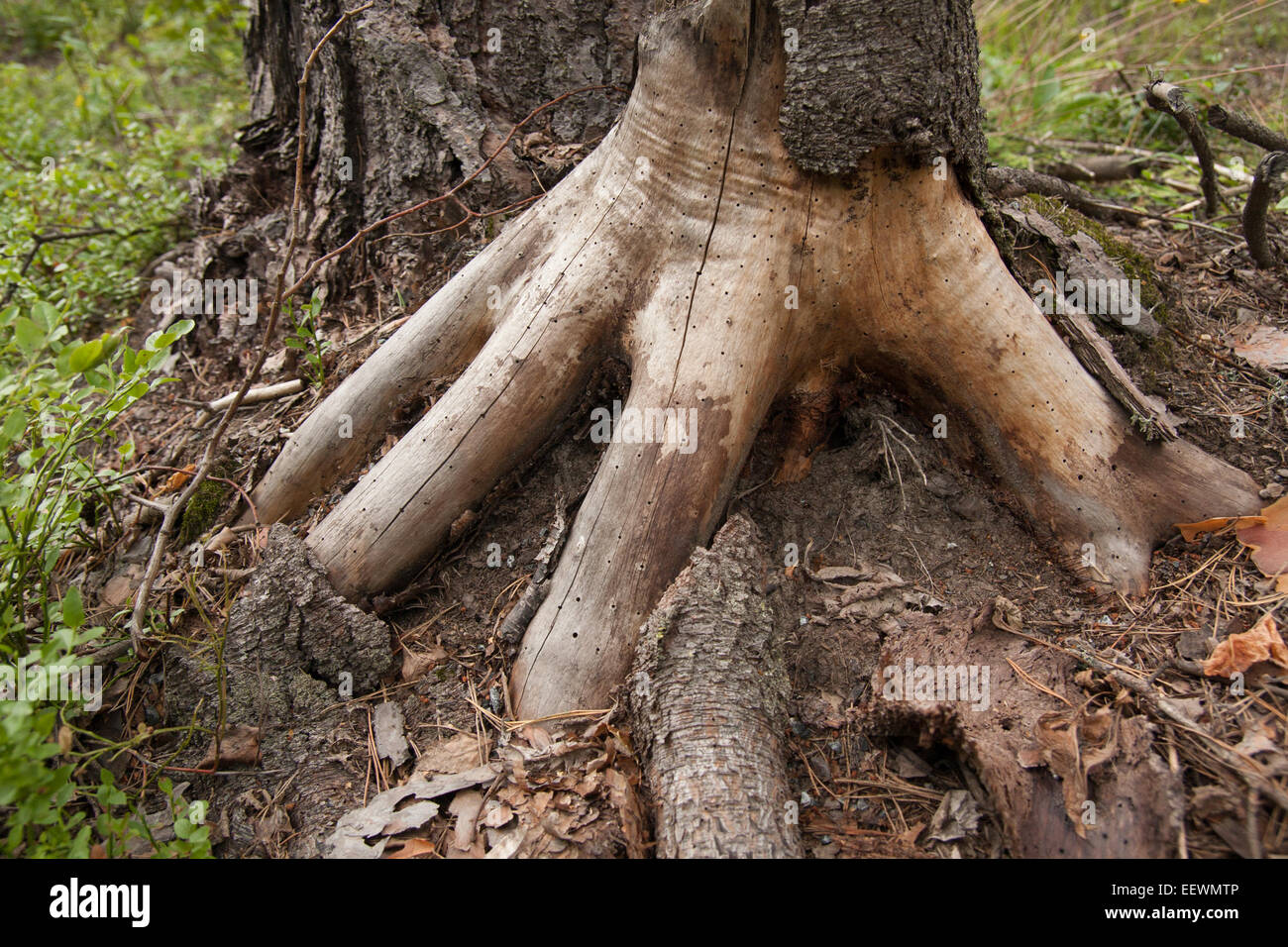 Tree roots look like hand hi-res stock photography and images - Alamy